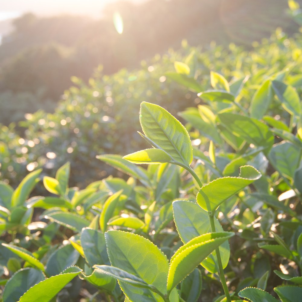 Protests continue over unpaid wages and other demands at two Habiganj ...